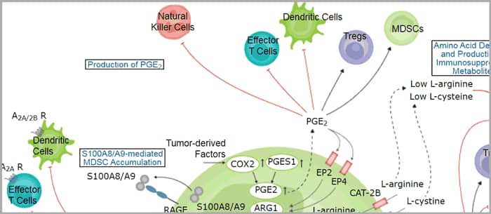 Immunology Pathways | Inflammation & Autoimmune Diseases: R&D Systems