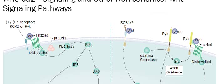 Development Pathways: R&D Systems