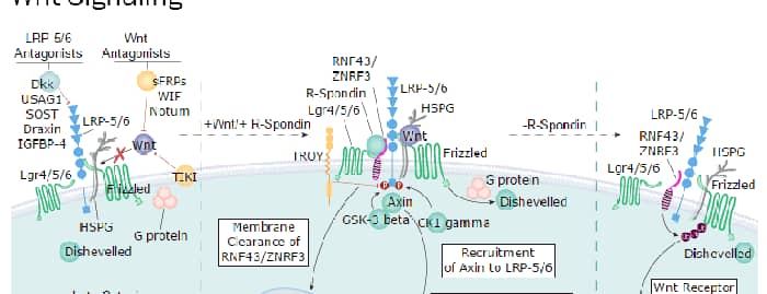 Development Pathways: R&D Systems