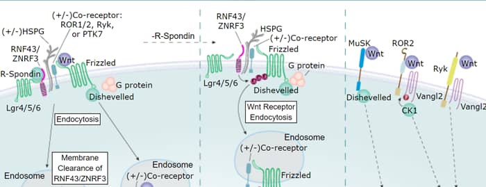 Development Pathways: R&D Systems