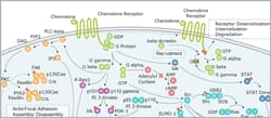 Immunology Pathways | Inflammation & Autoimmune Diseases: R&D Systems