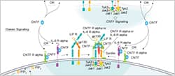 Immunology Pathways | Inflammation & Autoimmune Diseases: R&D Systems