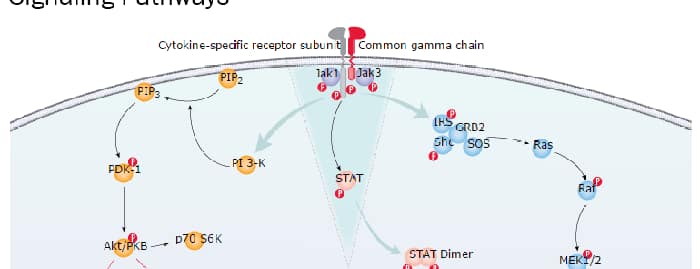 Immunology Pathways | Inflammation & Autoimmune Diseases: R&D Systems