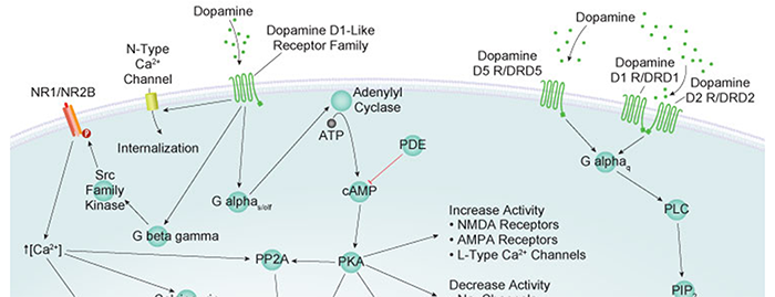 Neuroscience Pathways: R&D Systems