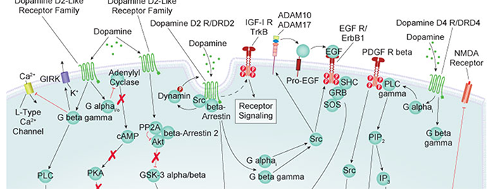 Neuroscience Pathways: R&D Systems