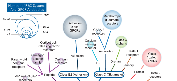 Signal Transduction Pathways: R&D Systems
