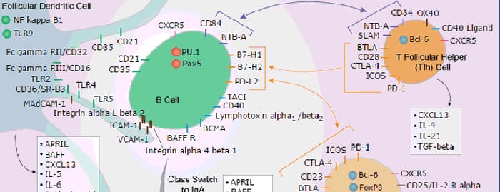 Immunology Pathways | Inflammation & Autoimmune Diseases: R&D Systems