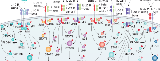 Immunology Pathways | Inflammation & Autoimmune Diseases: R&D Systems