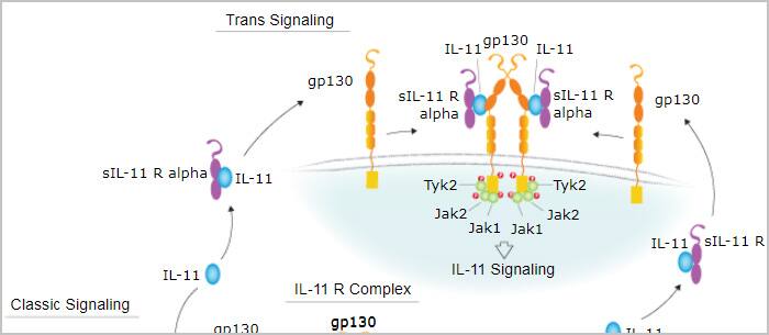 Immunology Pathways | Inflammation & Autoimmune Diseases: R&D Systems