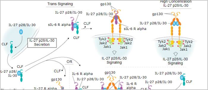 Immunology Pathways | Inflammation & Autoimmune Diseases: R&D Systems