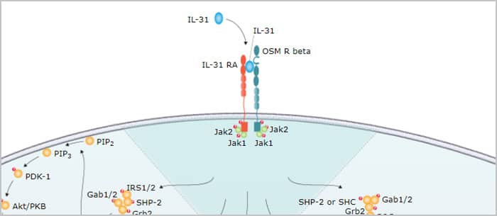 Interactive Pathways & Processes: R&D Systems