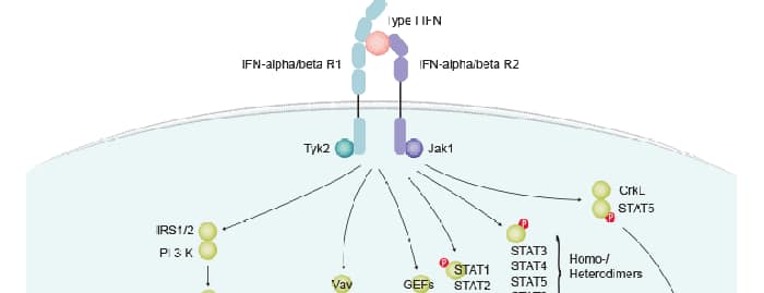 Immunology Pathways | Inflammation & Autoimmune Diseases: R&D Systems