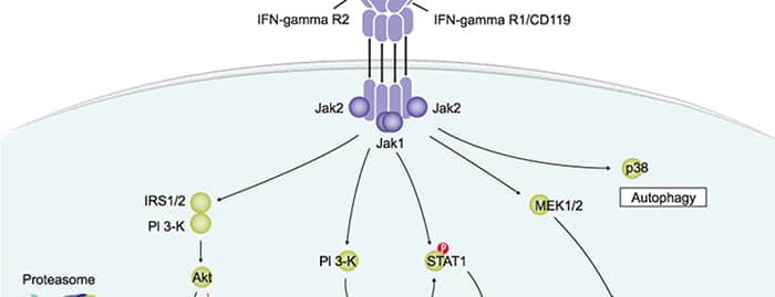 Immunology Pathways | Inflammation & Autoimmune Diseases: R&D Systems