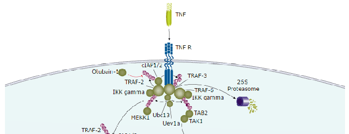 Signal Transduction Pathways: R&D Systems