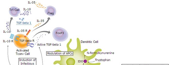 Immunology Pathways | Inflammation & Autoimmune Diseases: R&D Systems