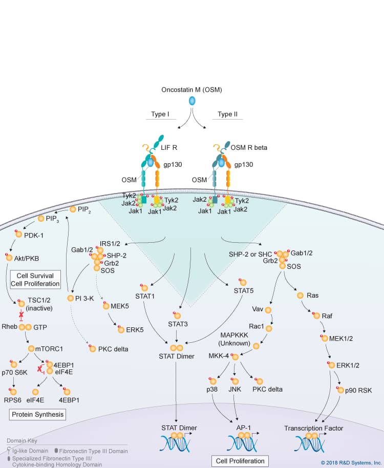 Oncostatin M Osm Signaling Pathways Randd Systems