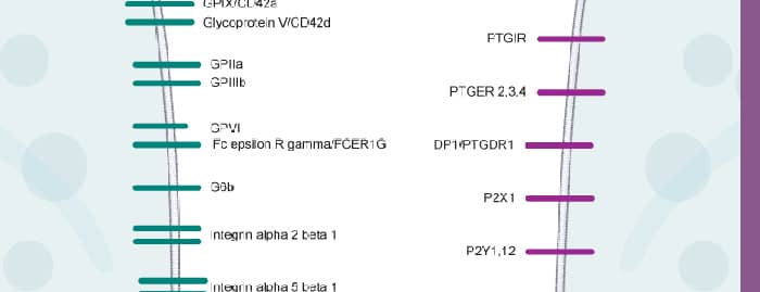Cardiovascular Biology Pathways