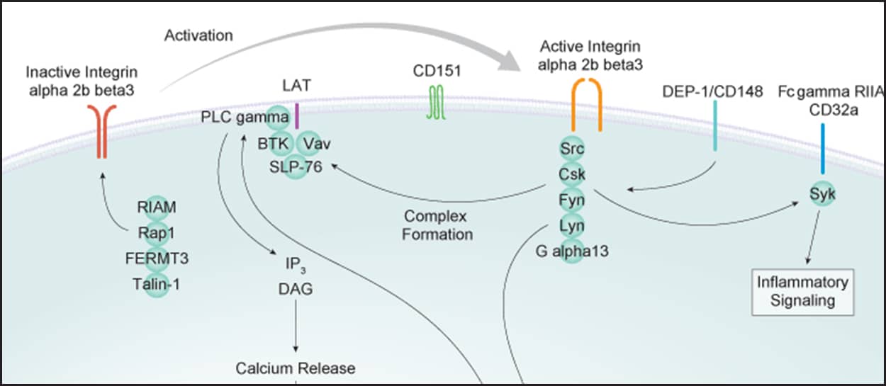 Cardiovascular Biology Pathways