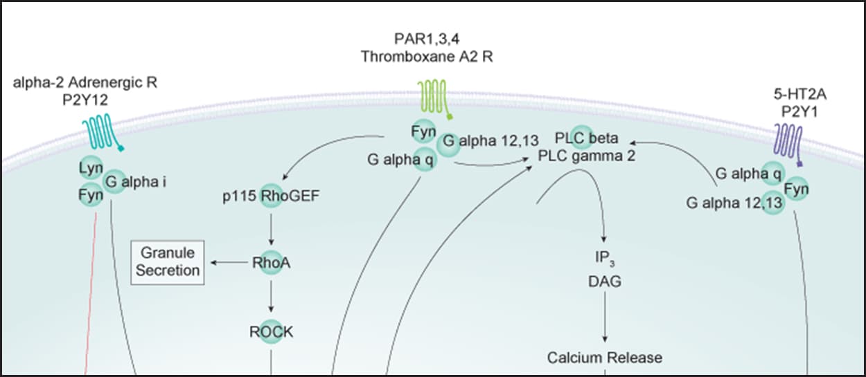 Interactive Pathways & Processes: R&D Systems