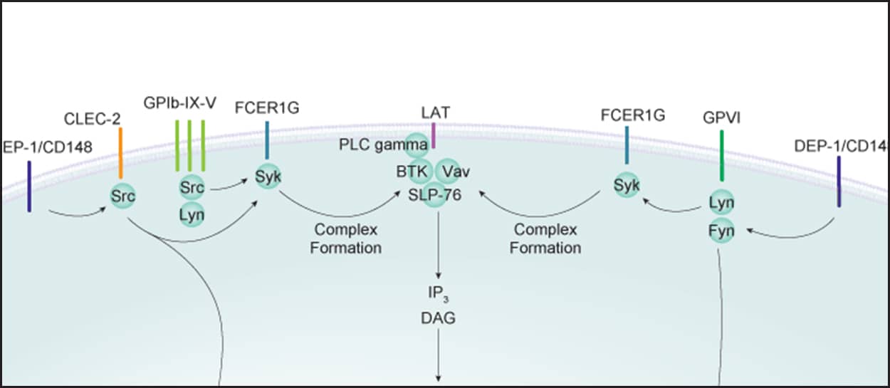 Cardiovascular Biology Pathways