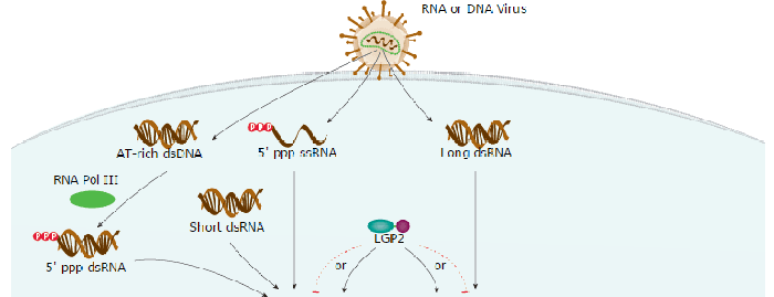 Immunology Pathways | Inflammation & Autoimmune Diseases: R&D Systems