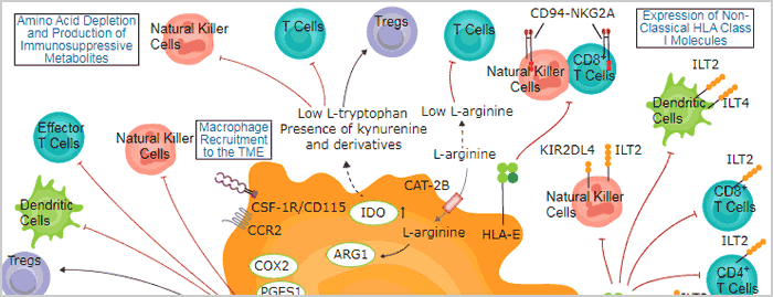Immunology Pathways | Inflammation & Autoimmune Diseases: R&D Systems