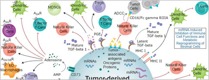 Immunology Pathways | Inflammation & Autoimmune Diseases: R&D Systems