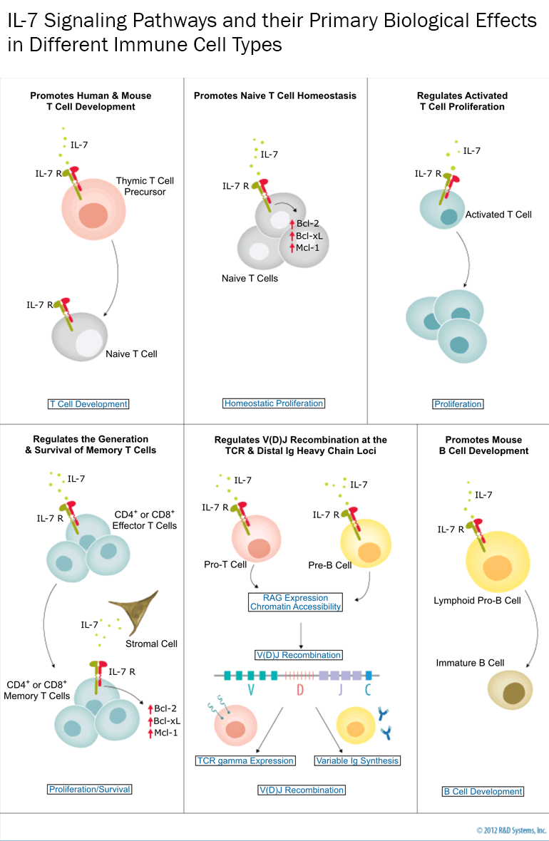 IL 7 Signaling And Its Effects In Immune Cell Types R D Systems IL 7 Signaling And Its Effects In Immune Cell Types R D Systems