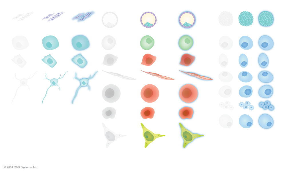 Embryonic And Induced Pluripotent Stem Cells Markers Randd Systems
