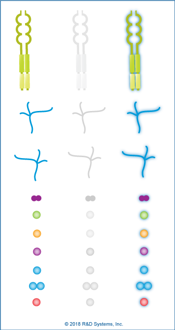 Fibroblast Growth Factor (FGF) Family Signaling Pathways