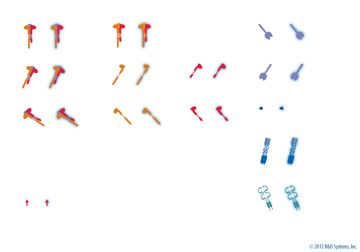 IL-15 Signaling and its Effects in Immune Cell Types: R&D Systems