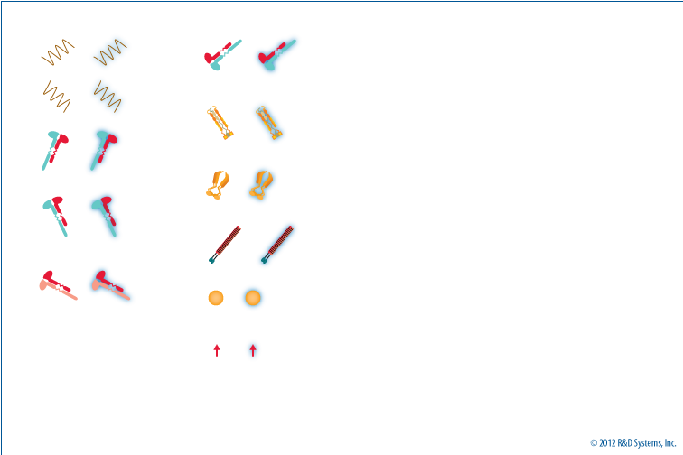 IL-21 Signaling and its Effects in Immune Cell Types: R&D Systems