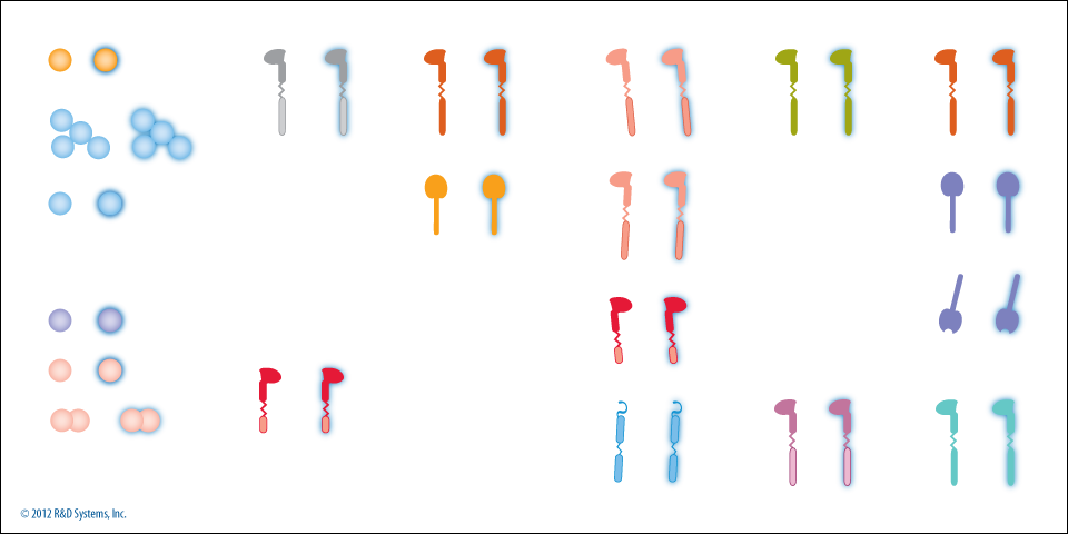 IL-2 Signaling Pathways: R&D Systems
