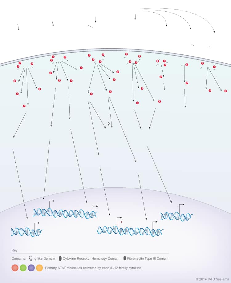 IL-12 Family Signaling Pathways: R&D Systems