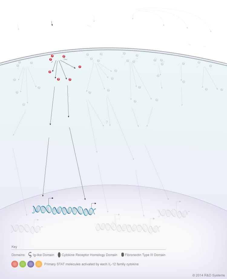 IL-12 Family Signaling Pathways: R&D Systems