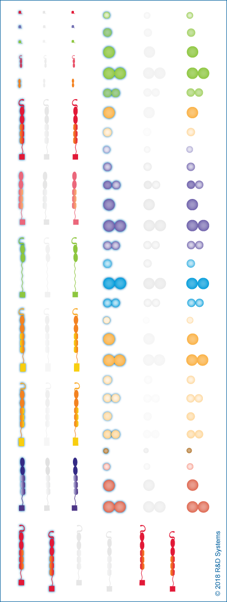 IL-12 Family Signaling Pathways: R&D Systems