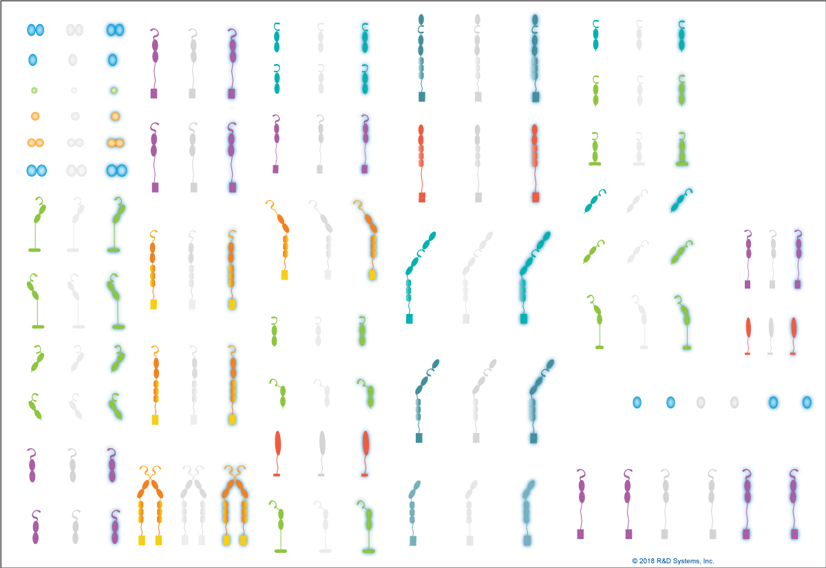 IL-6 Signaling Pathways: R&D Systems IL-6 Signaling Pathways: R&D Systems