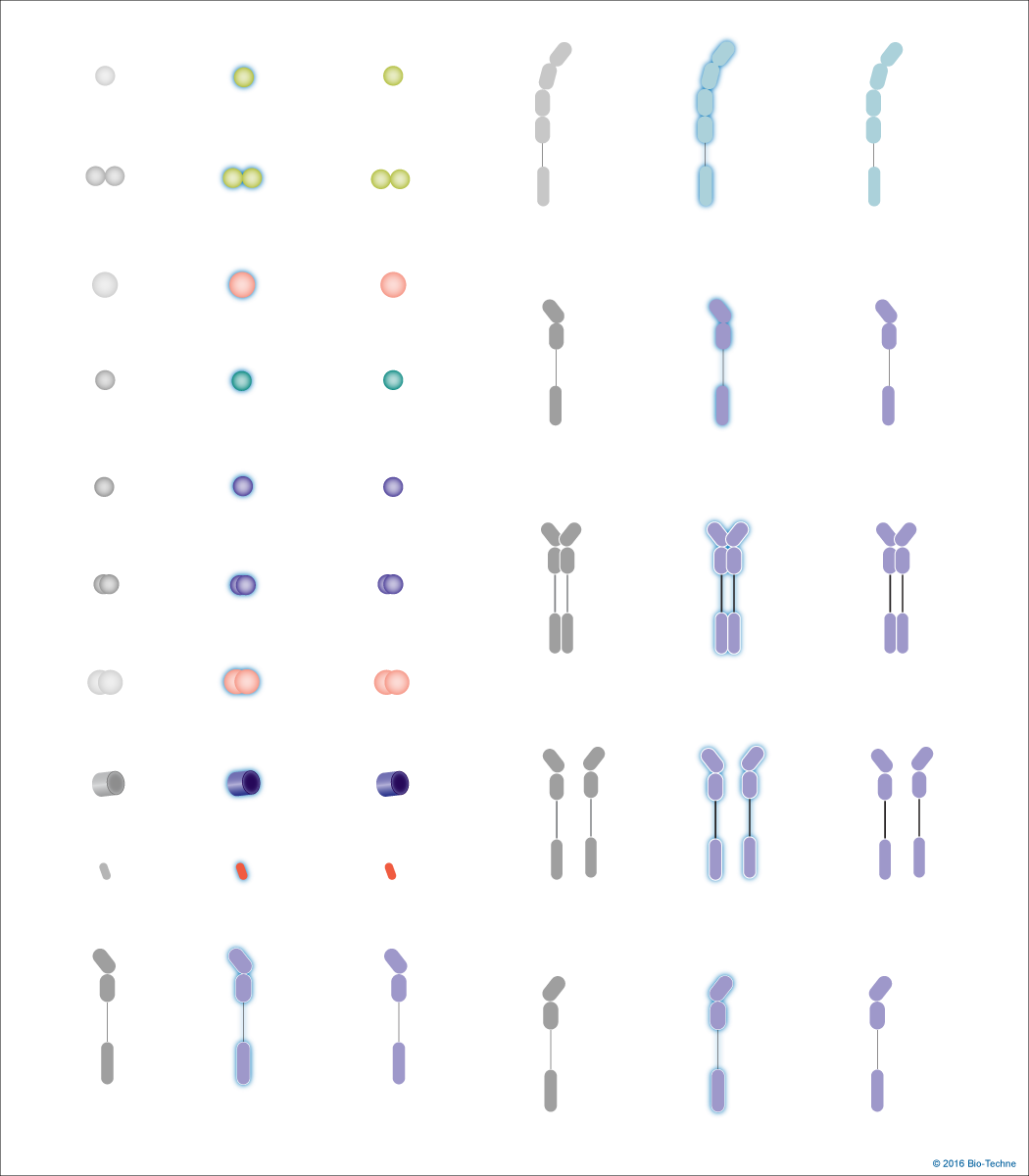 Type II Interferon Signaling Pathways Type II Interferon Signaling Pathways