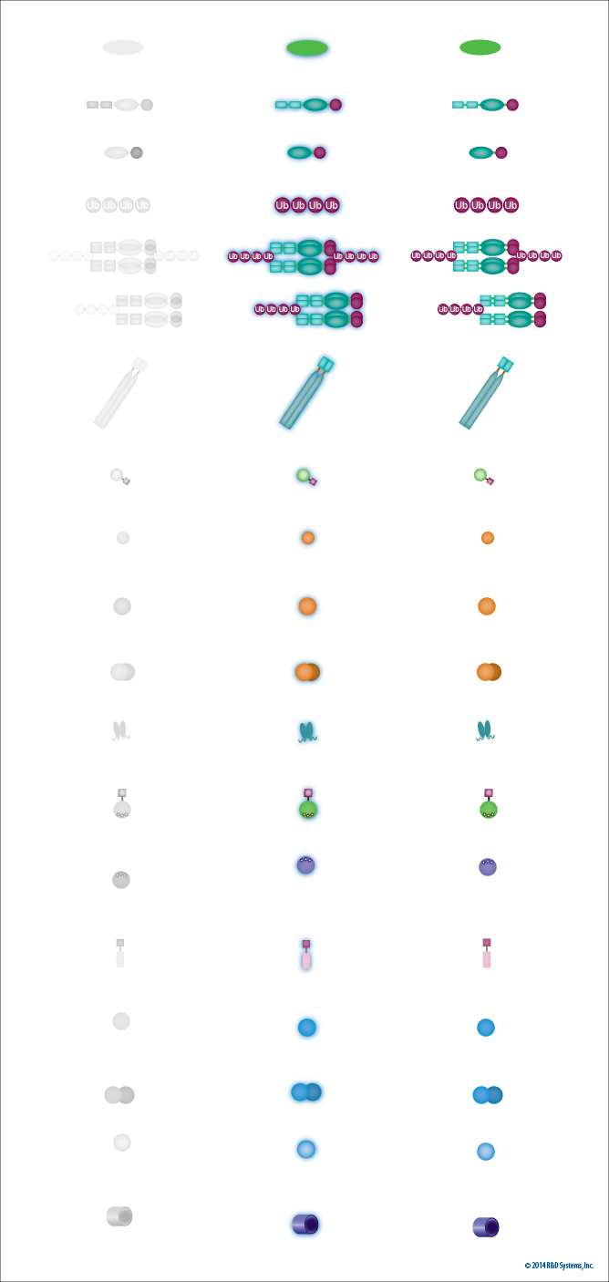 RIG-I-like Receptor (RLR) Signaling Pathways: R&D Systems
