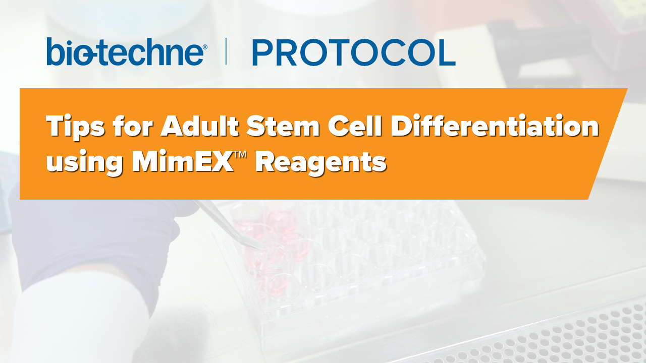 Differentiating Adult Stem Cells in MimEX™ Reagents