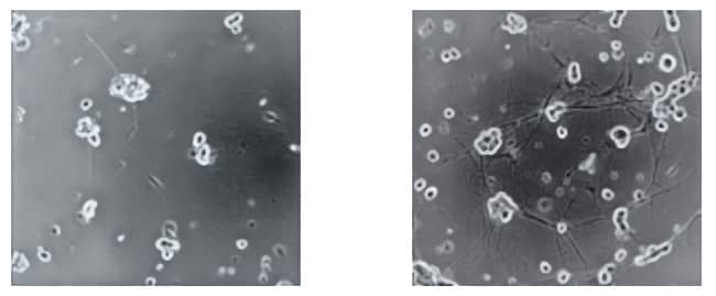 神经生物学研究解决方案: R&D Systems