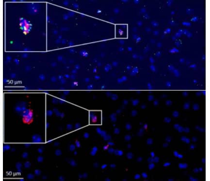 神经生物学研究解决方案: R&D Systems
