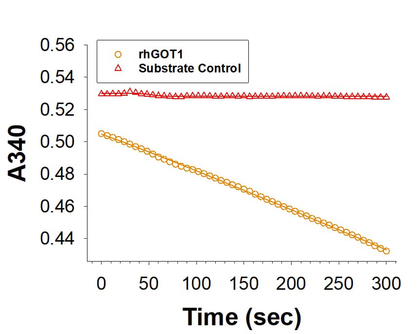 Recombinant Human GOT1 His-tag Protein, CF 11696-G1-050: R&D Systems