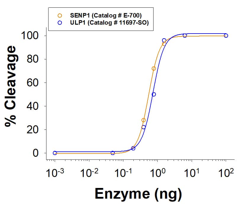 Recombinant Sumo Gfp Protease Substrate Protein Cf 11698 So 100 Randd