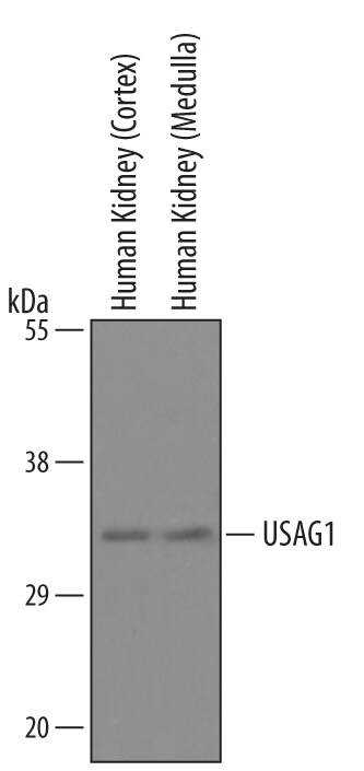 Human USAG1 Antibody AF5370: R&D Systems