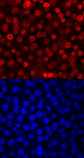 Human BLIMP1/PRDM1 Antibody MAB36081: R&D Systems
