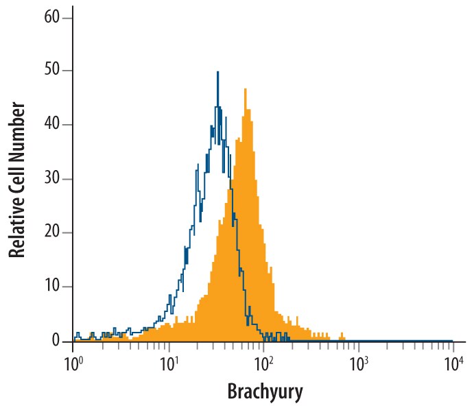Human Brachyury Antibody MAB2085: R&D Systems