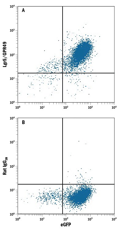 Mouse Lgr5/GPR49 PEconjugated Antibody: R&D Systems