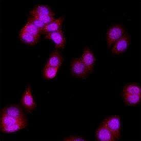 Human MTAP Antibody MAB11747-100: R&D Systems