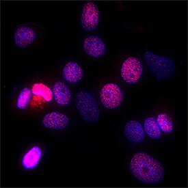 Human MTAP Antibody MAB11747-100: R&D Systems